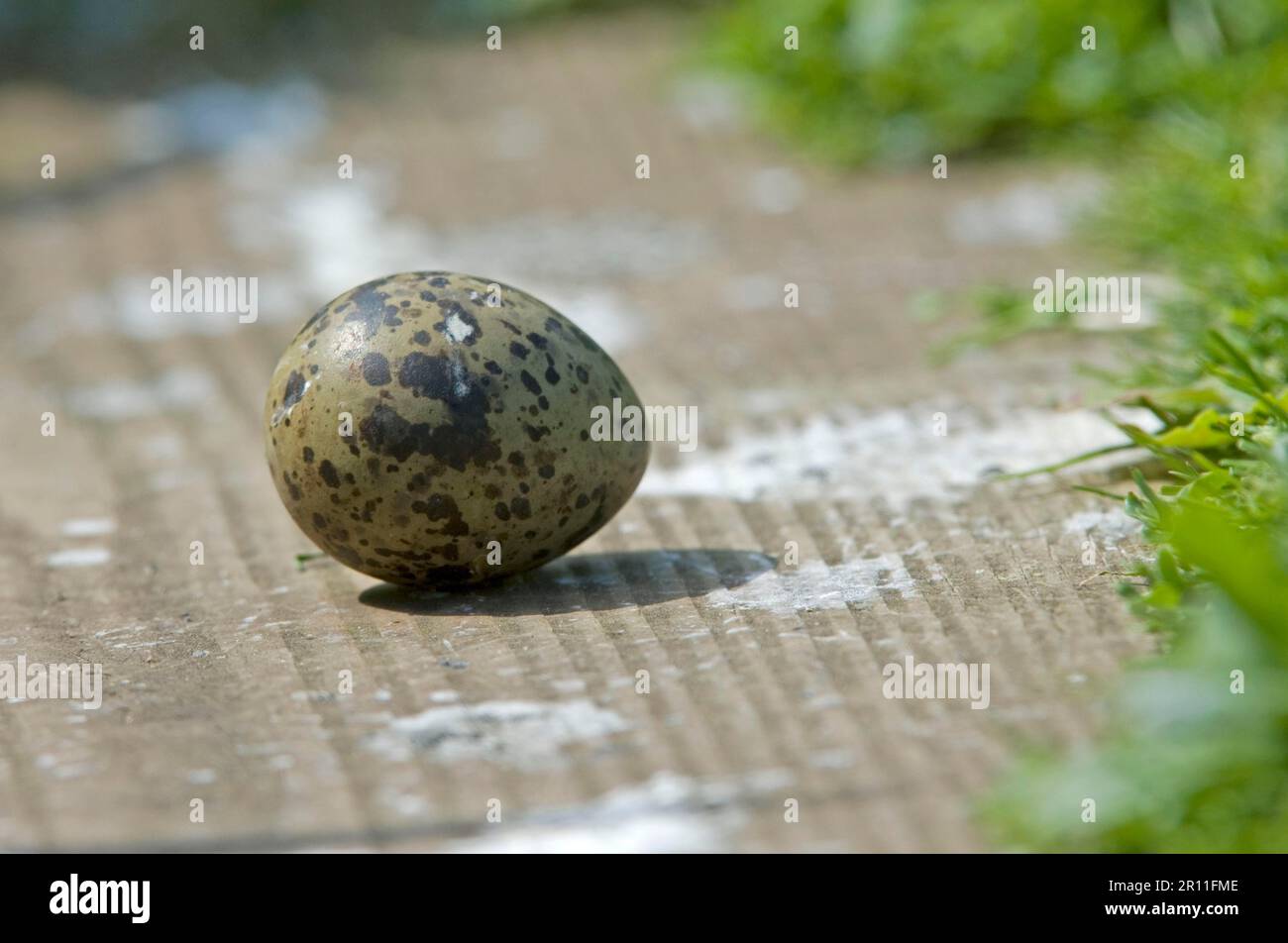 Arctic terns (Sterna paradisea) Arctic Tern, animals, birds, Arctic ...
