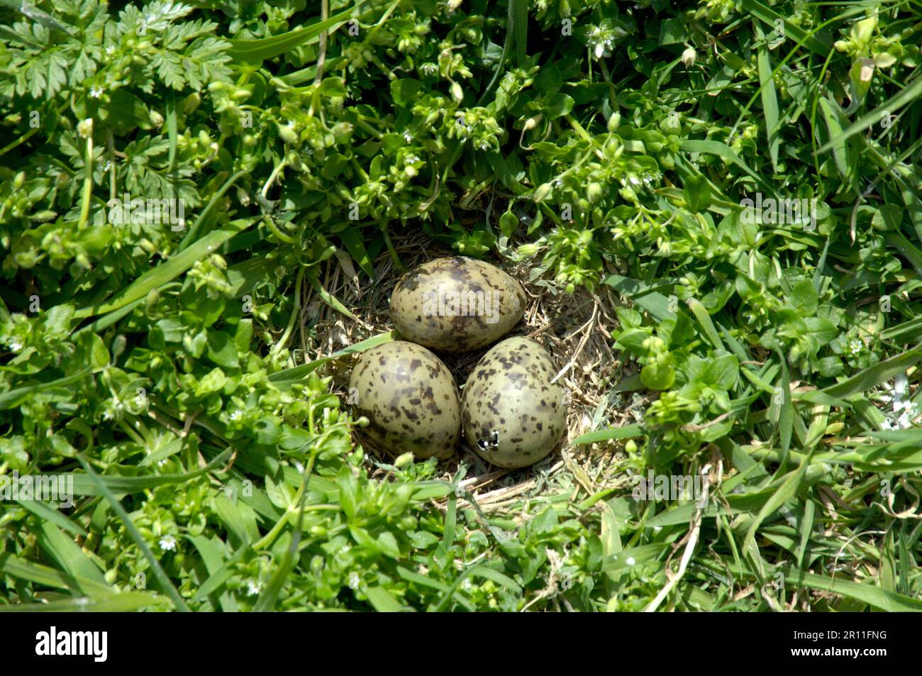 Arctic Tern (Sterna paradisea) three eggs in nest, one hatching, Farne ...