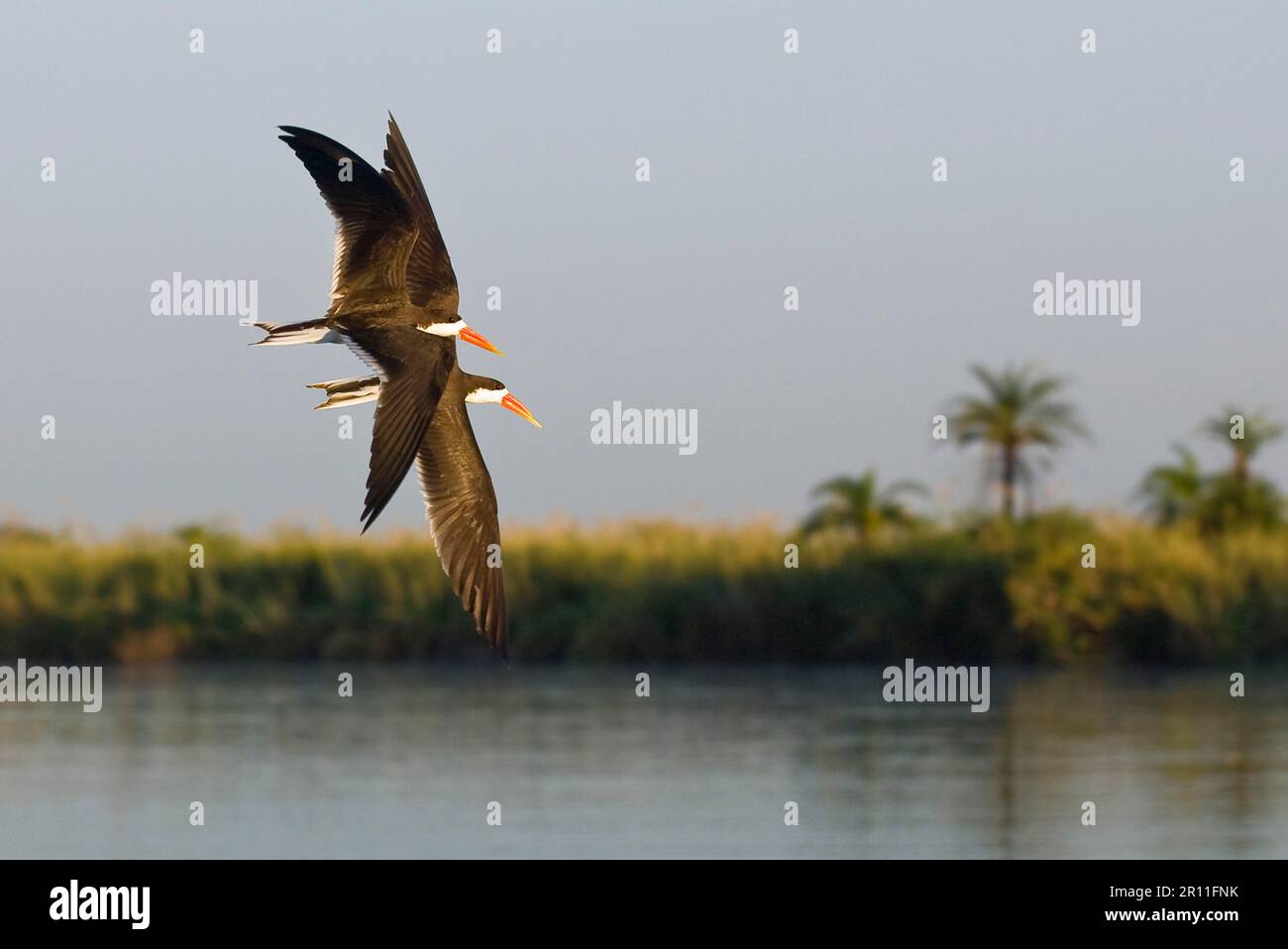 African skimmer (Rynchops flavirostris) two adults, in flight over ...