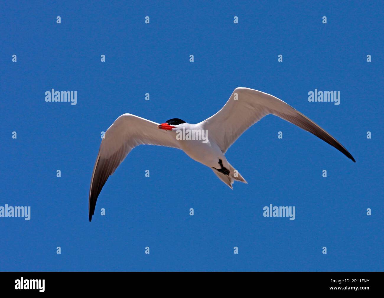 Caspian terns (Sterna caspia) Tern, animals, birds, Caspian Tern adult ...