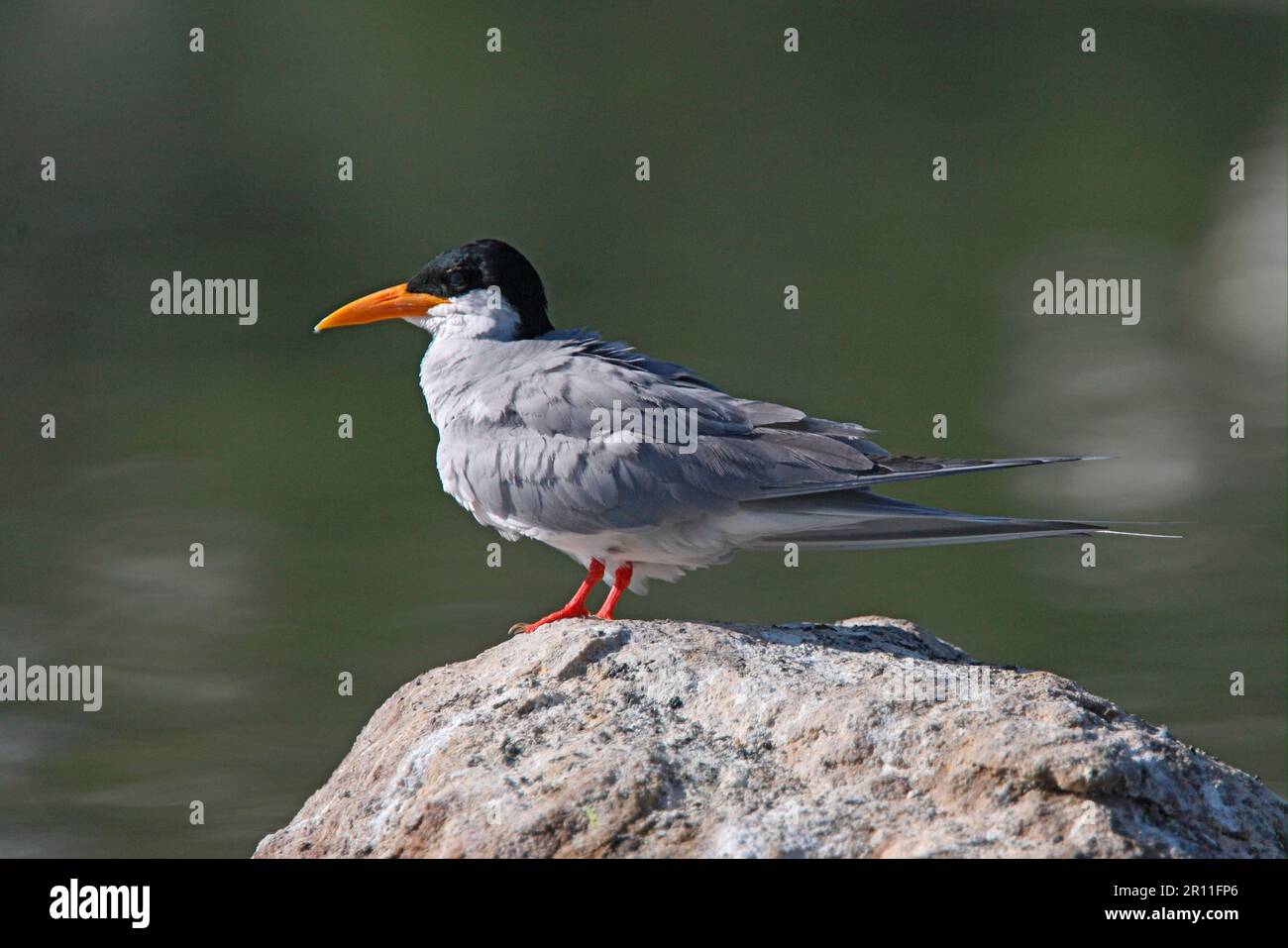 River Tern (Sterna aurantia) adult, standing on rock beside water ...