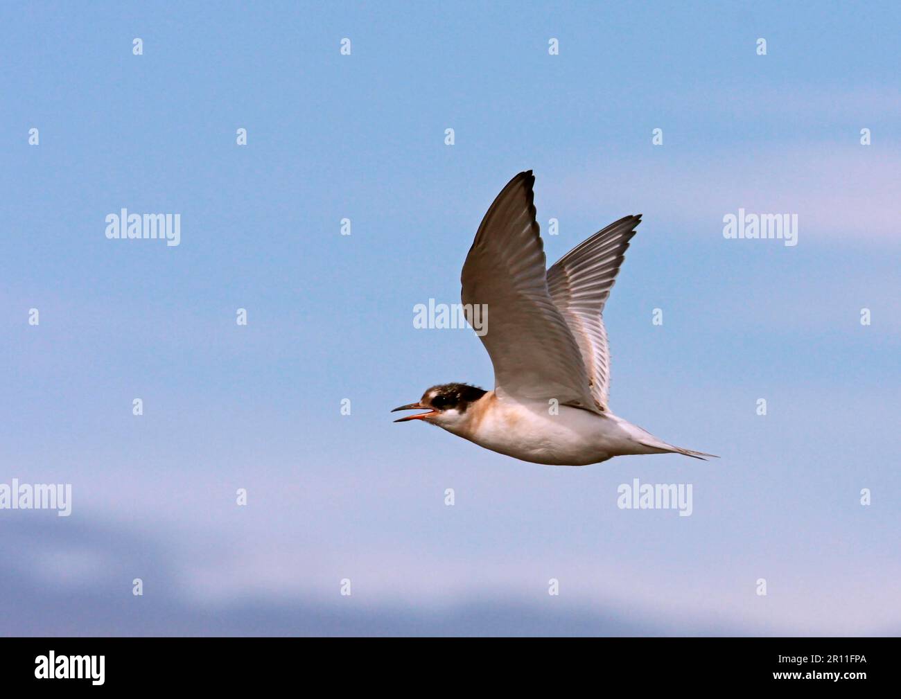 Common terns (Sterna hirundo), Common Terns, Common Terns, Terns ...