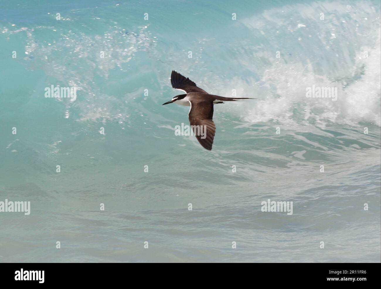 Bridled Tern (Sterna anaethetus) adult, in flight over breaking surf ...