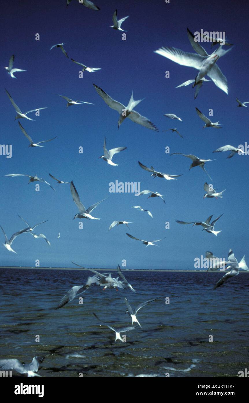 Common terns (Sterna hirundo), Common Terns, Terns, Terns, Animals ...