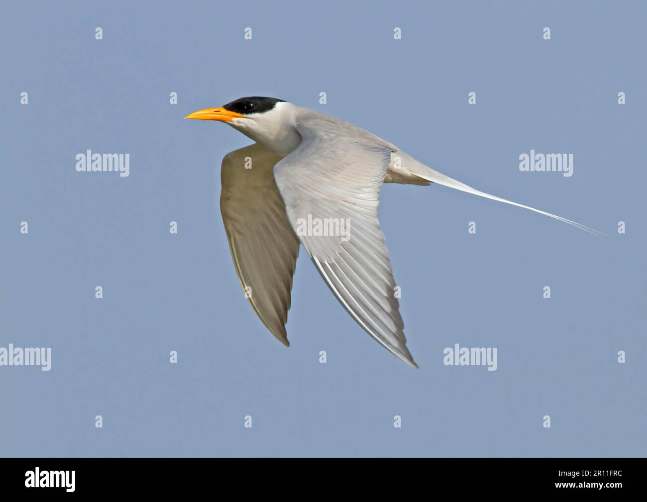 River tern (Sterna aurantia), Hindu Tern, terns, animals, birds, River ...