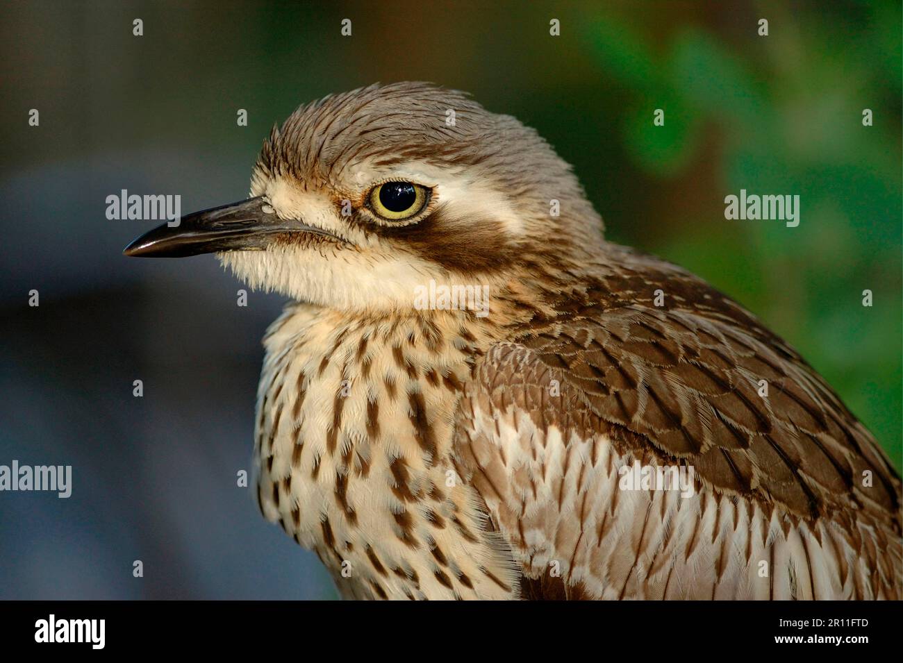 Burhinus magnirostris, bush stone-curlews (Burhinus grallarius ...