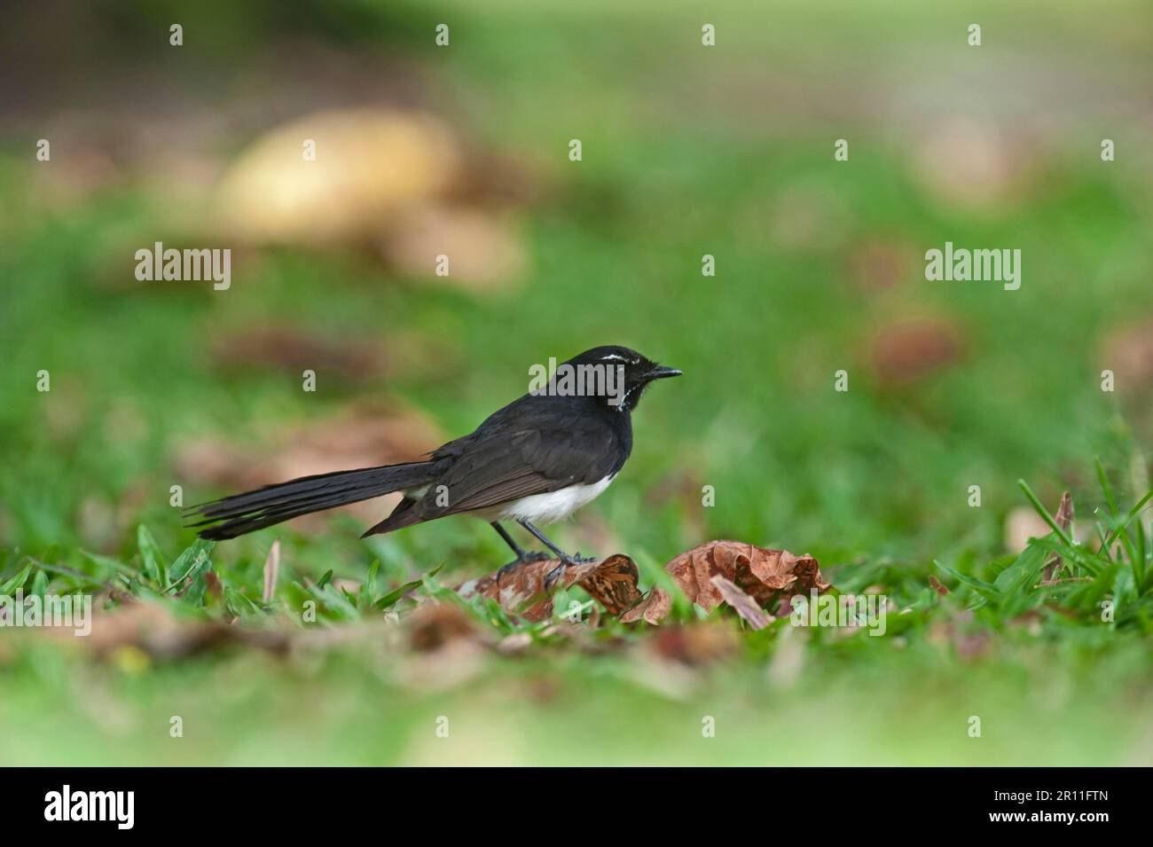 Willy wagtail, Garden fantails, Garden fantail, Songbirds, Animals ...