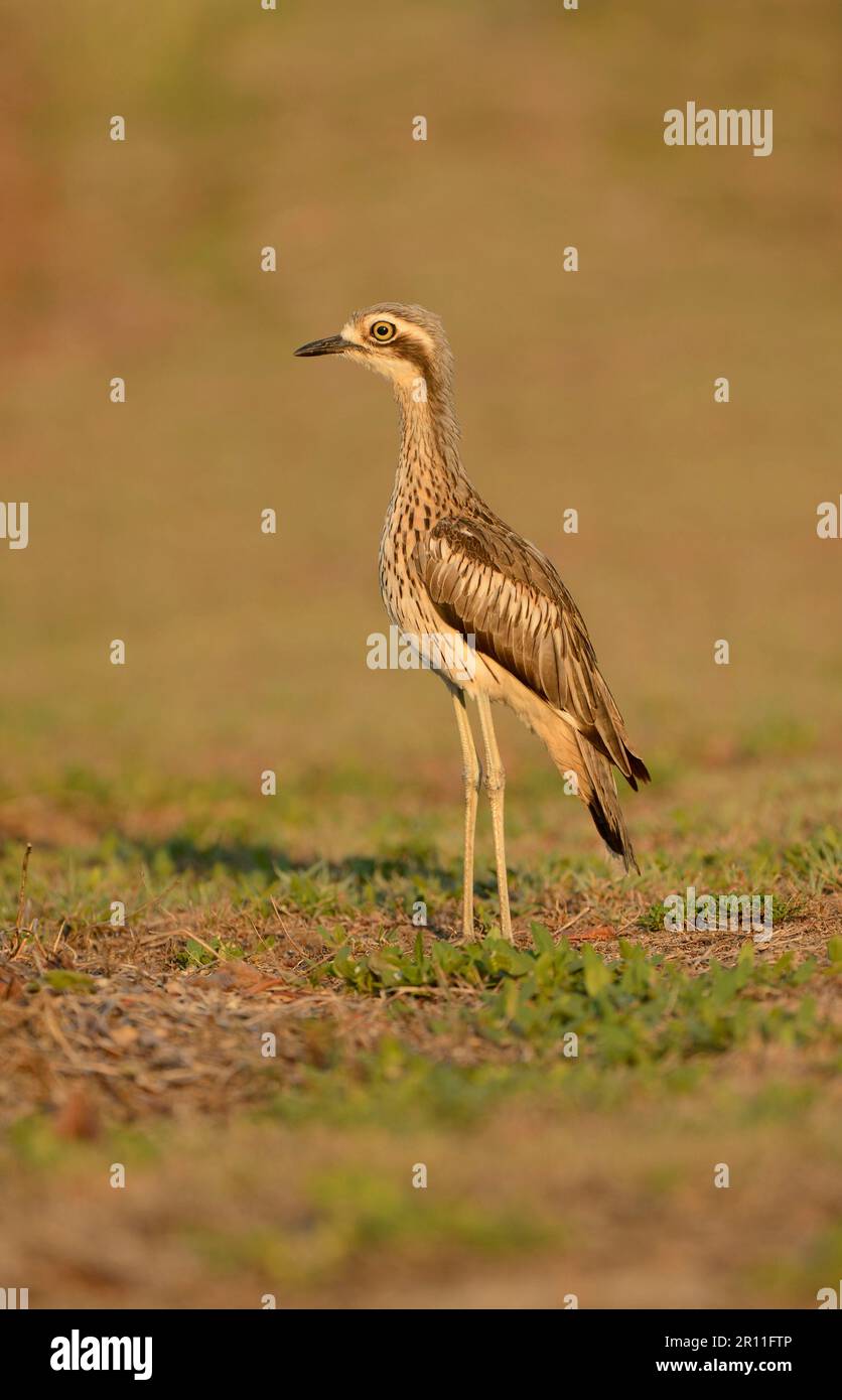 Bush Thick-knee (Burhinus grallarius) adult, standing, Cairns ...