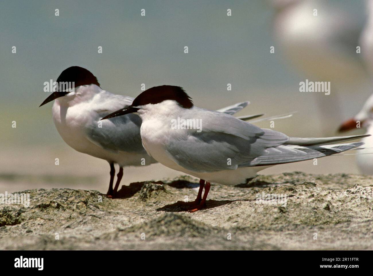 Roseate tern (Sterna dougallii), Roseate Tern, tern, animals, birds ...