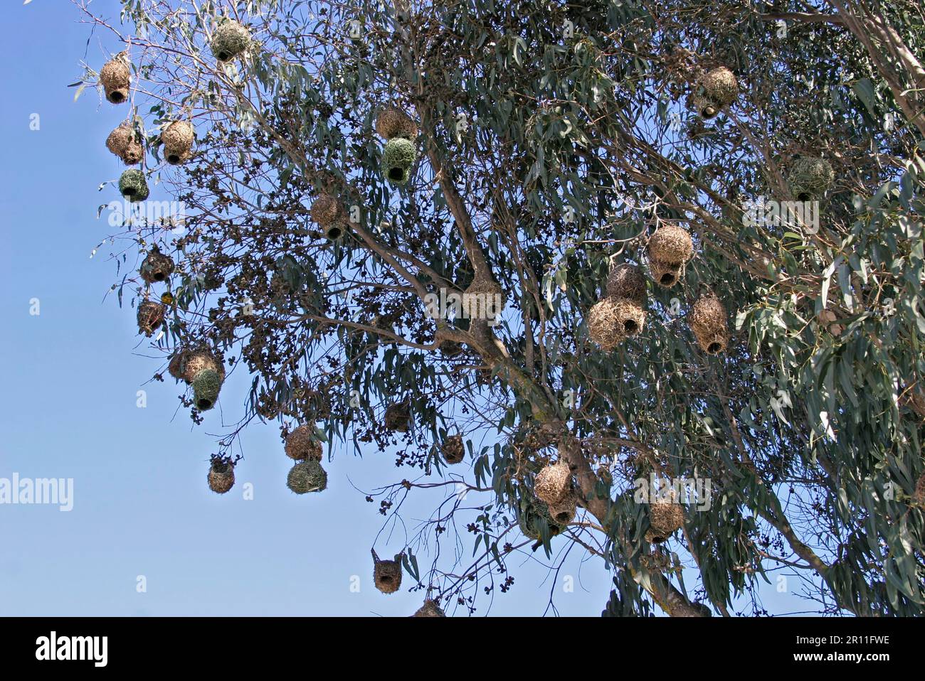 Cape weaver (Ploceus capensis) nesting colony, nests hanging in tree ...