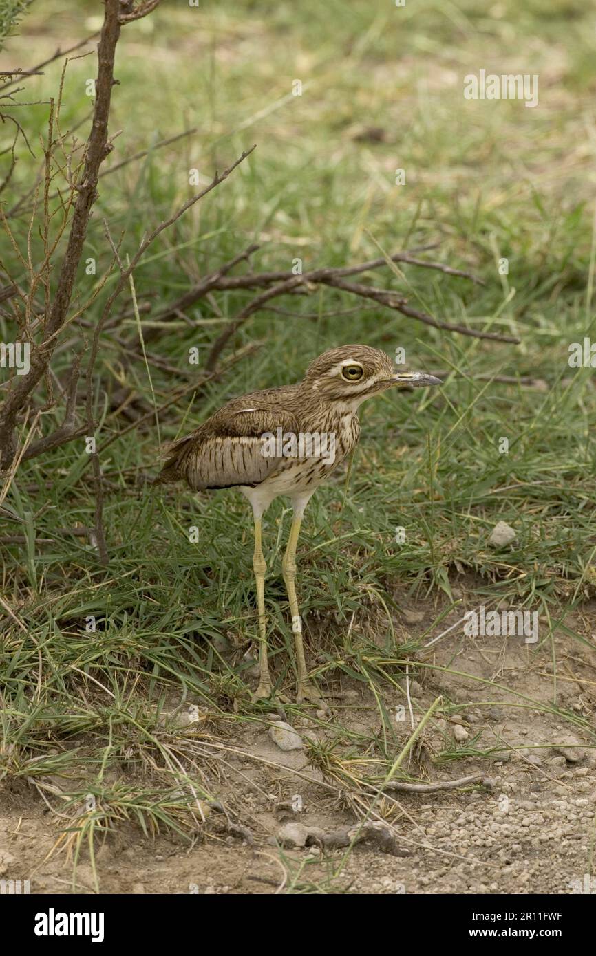 Water thick-knees (Burhinus vermiculatus), Water-Turlew, Animals, Birds ...