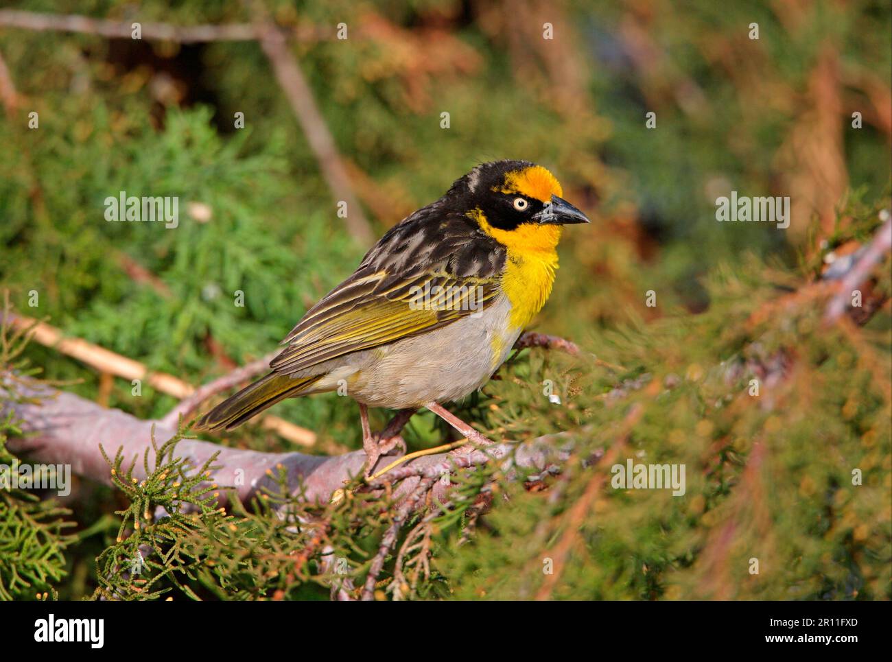 Baglafecht weaver bird hi-res stock photography and images - Alamy