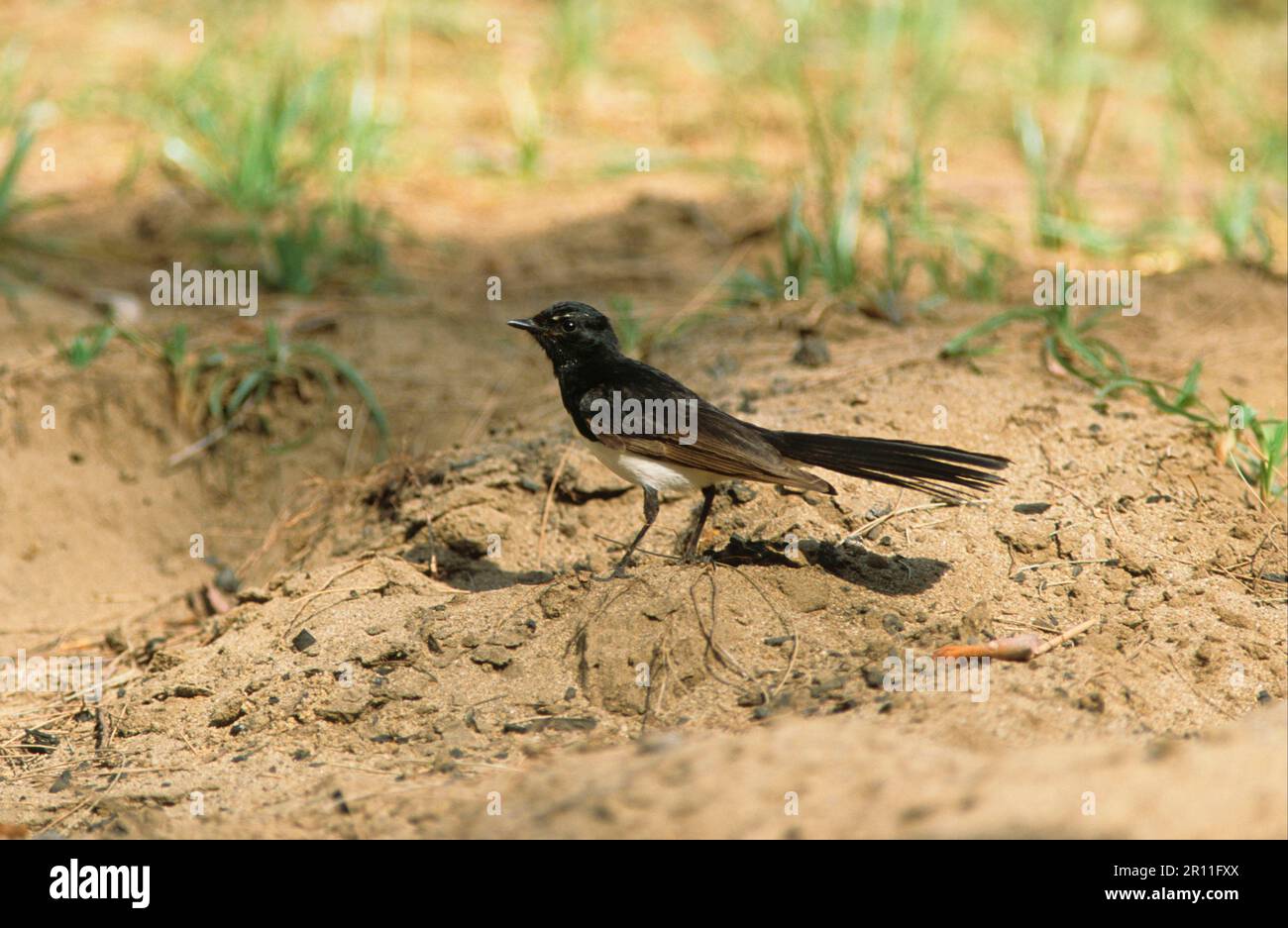 Willy wagtail, Garden fantails, Garden fantail, Songbirds, Animals ...