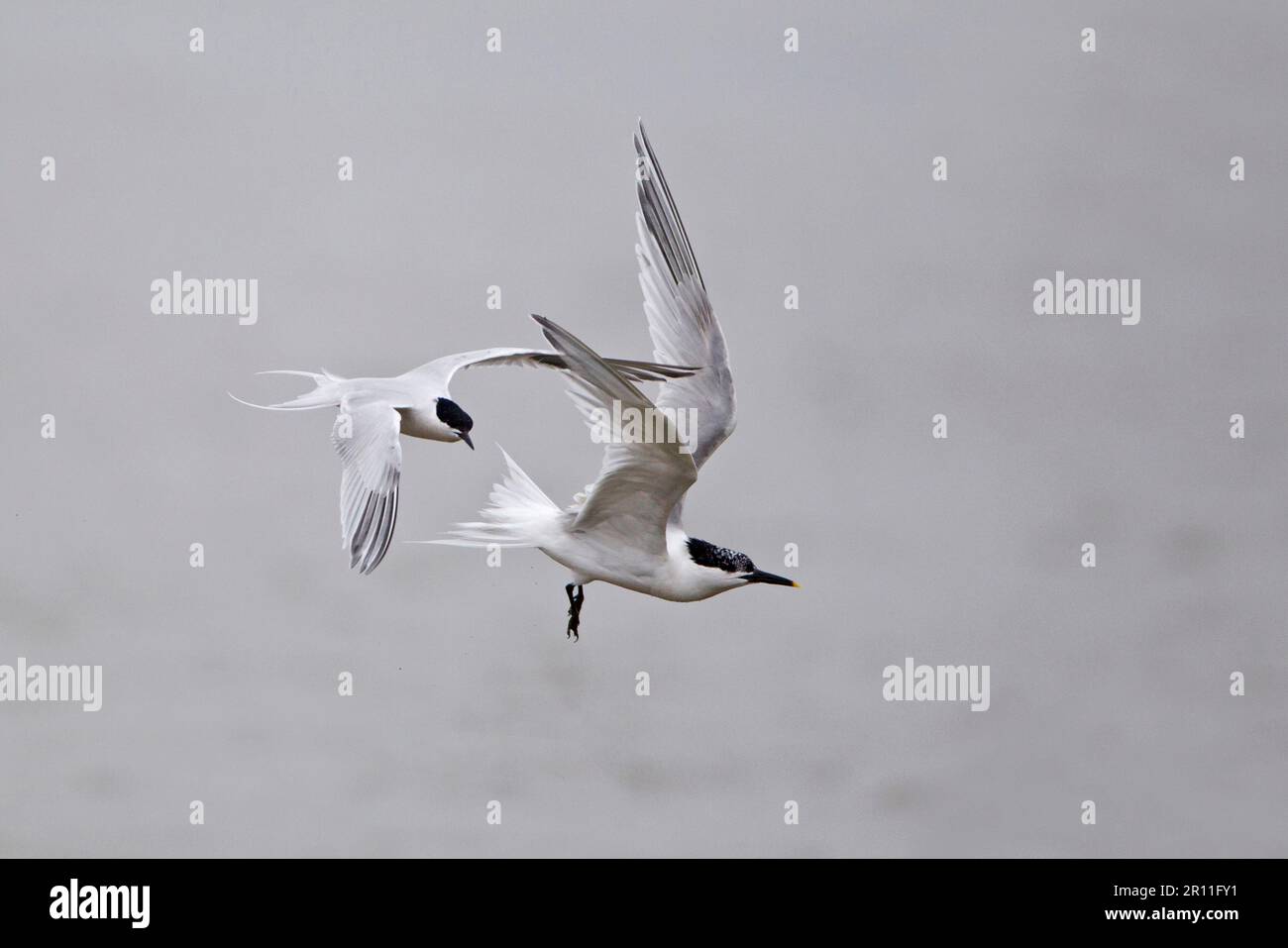 Sandwich tern (Sterna sandvicensis) (Sterna dougallii) and Sandwich ...