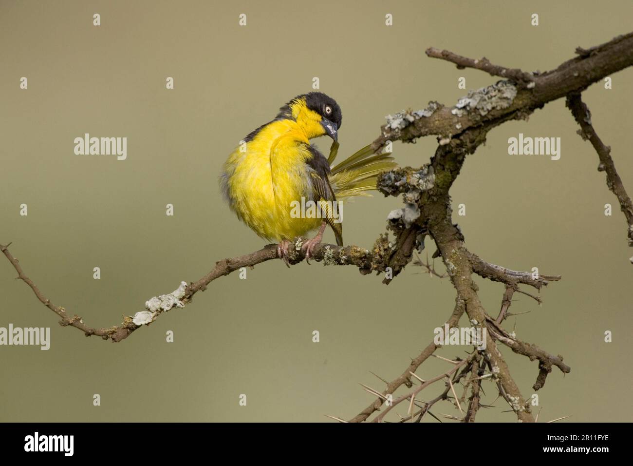 Baglafecht weaver (Ploceus baglafecht), songbirds, animals, birds ...