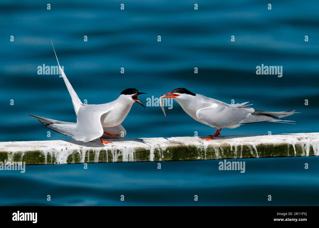 Roseate Tern (Sterna dougallii) adult, displaying to Common Tern (Sterna hirundo) with fish ...