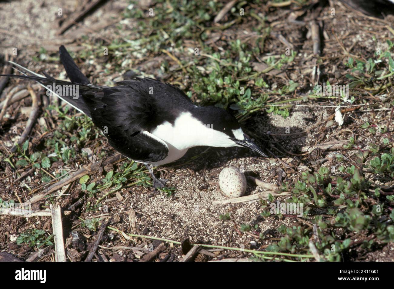 Sooty tern (Onychoprion fuscatus), Russian Tern, Russian Tern, Russian ...