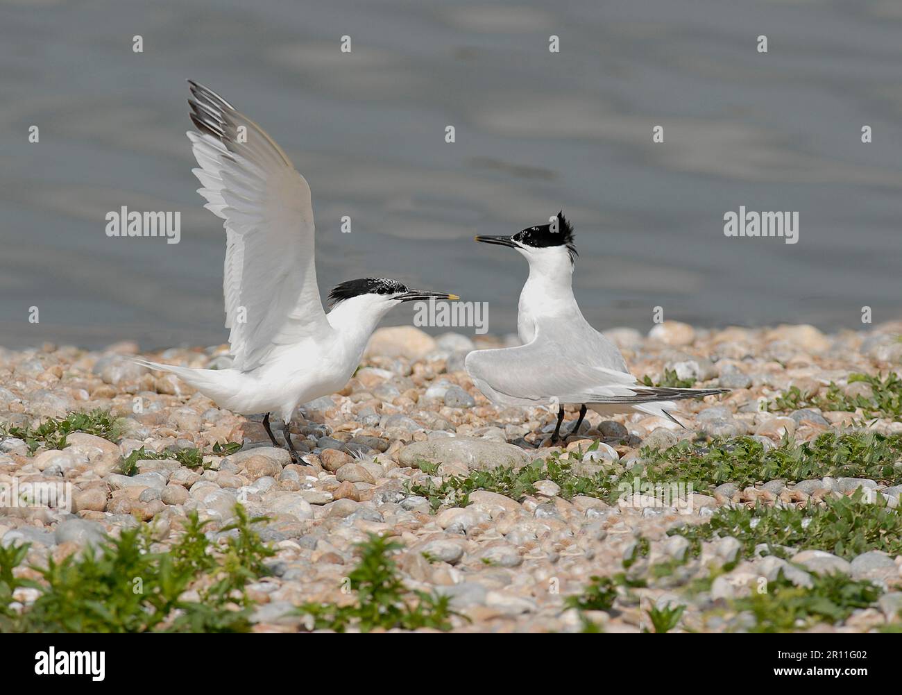 Sandwich terns (Sterna sandvicensis) Tern, animals, birds, Sandwich ...