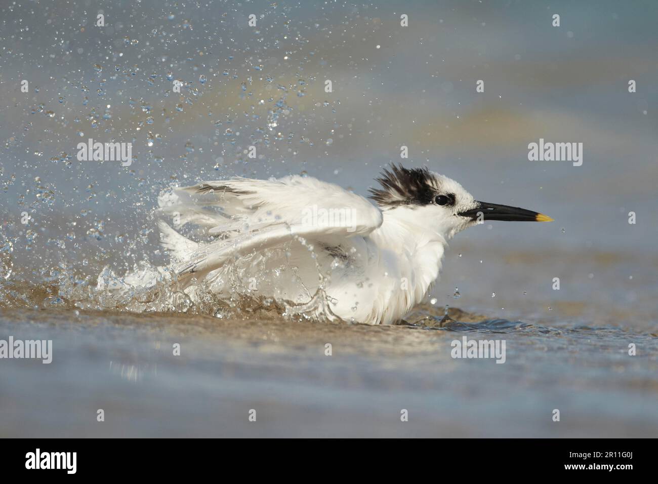 Sandwich Tern (Sterna sandvicensis) adult, winter plumage, bathing in ...