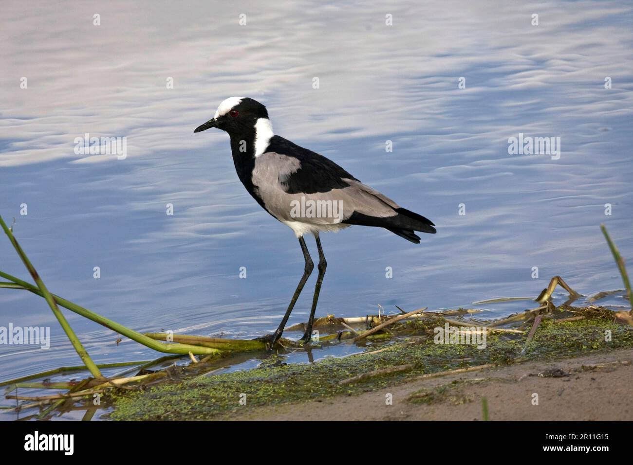 Blacksmith Lapwing, Gun Lapwing, Blacksmith Lapwing, Blacksmith Lapwing ...
