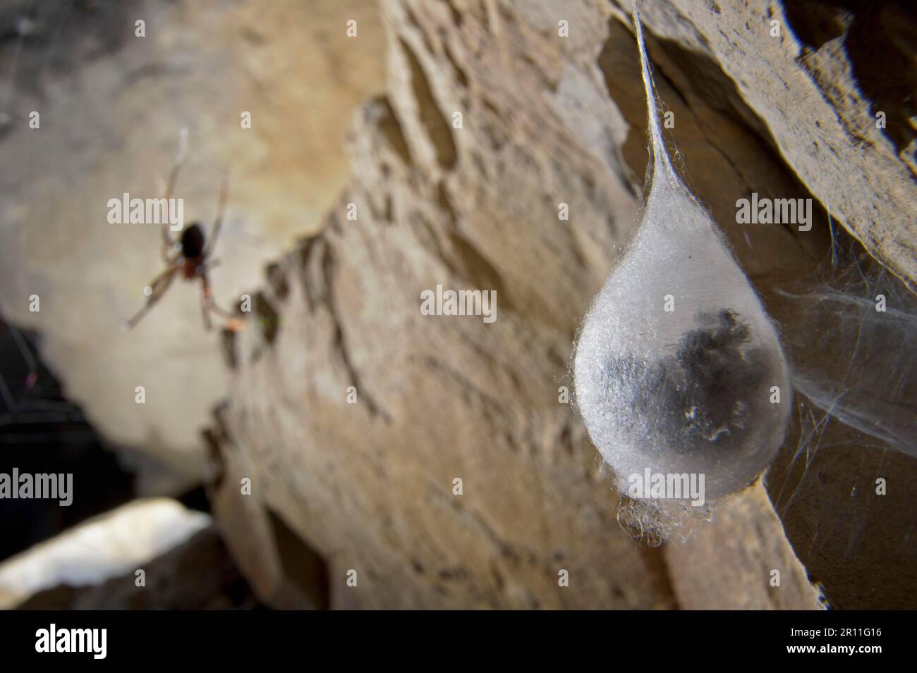 Cave wheel spider, Cave cross spider, Cave wheel spiders, Cave cross ...