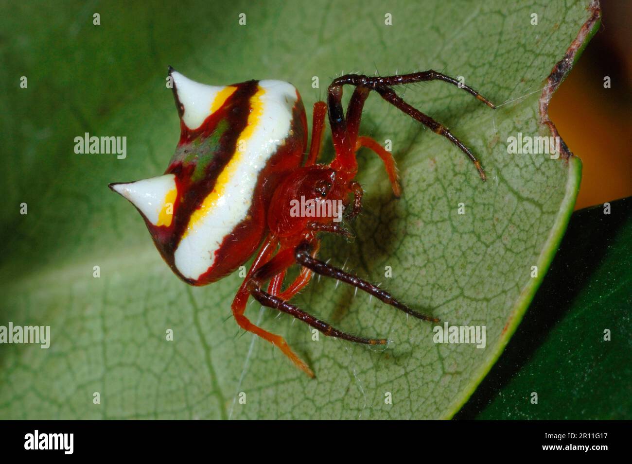 Two-thorned spider (Poecilopachys australasiae) adult female, on leaf ...