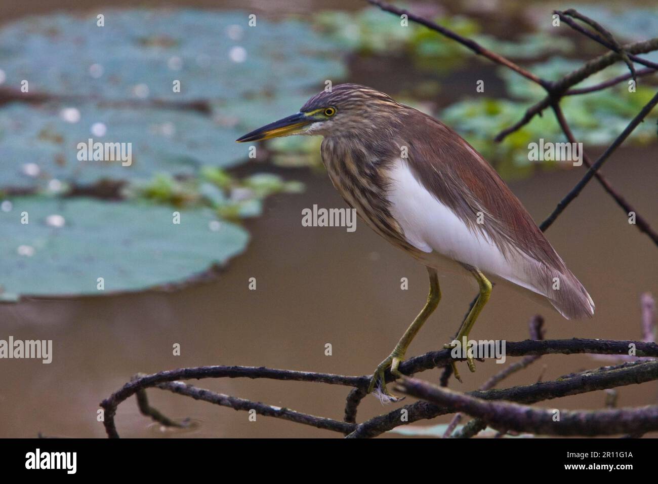 Paddy heron, Heron, Animals, Birds, Summer plumage Indian pond heron ...