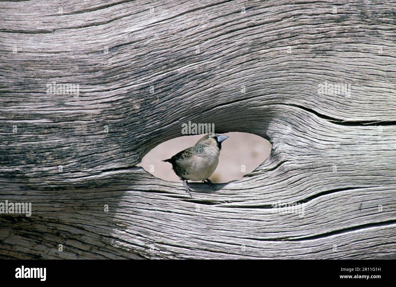 Sociable Weaver (Philetairus socius Stock Photo - Alamy