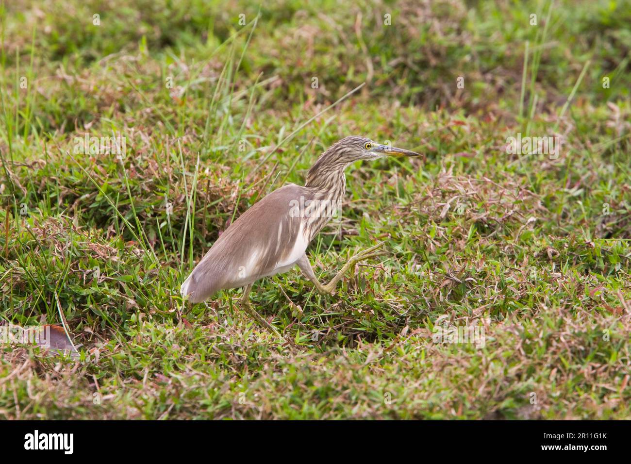 Paddy Heron, Herons, Animals, Birds, Indian Pond Heron, Sri Lanka Stock ...