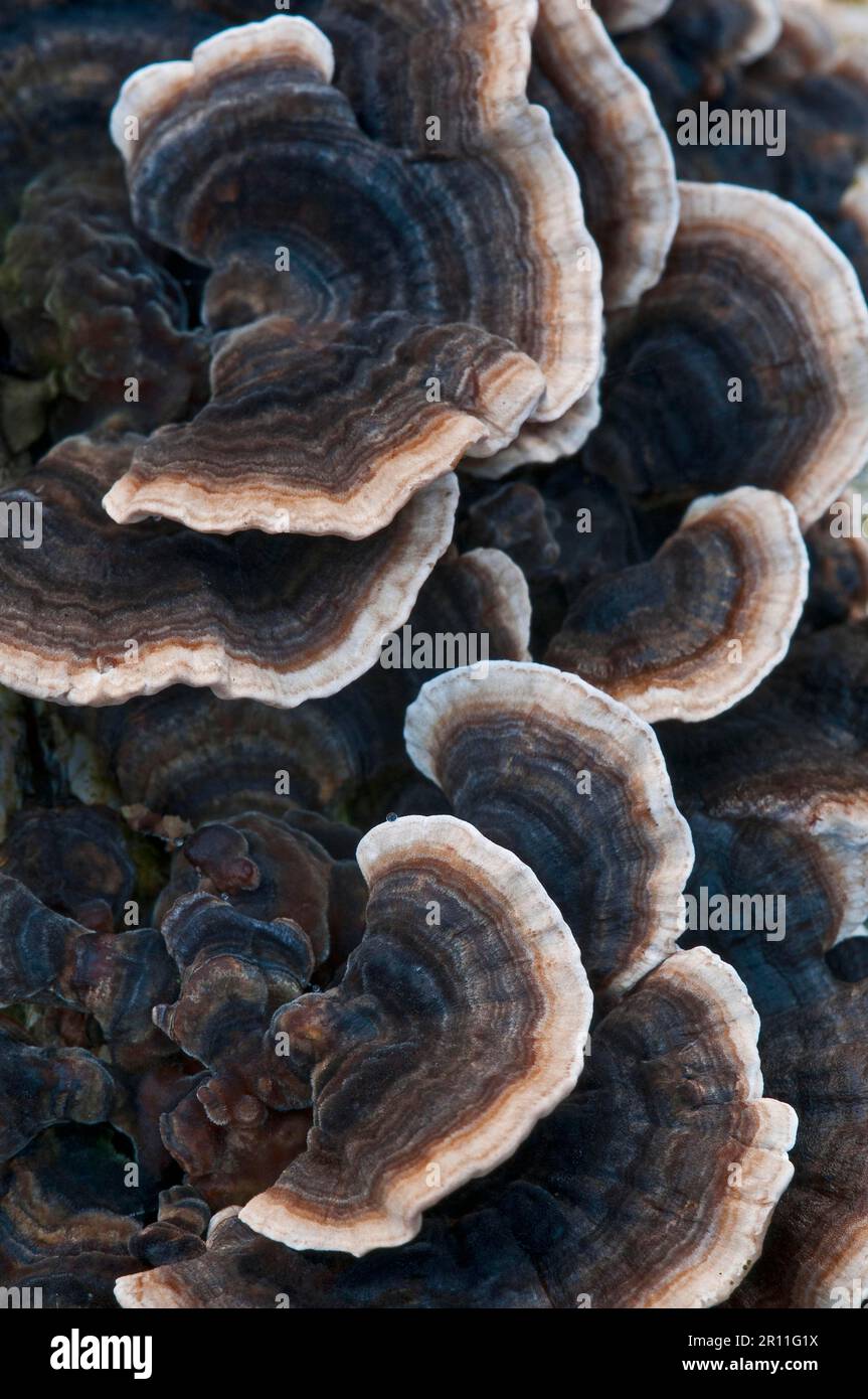 Tramates versicolor, Butterfly spore, Many-zoned polypore (Coriolus ...