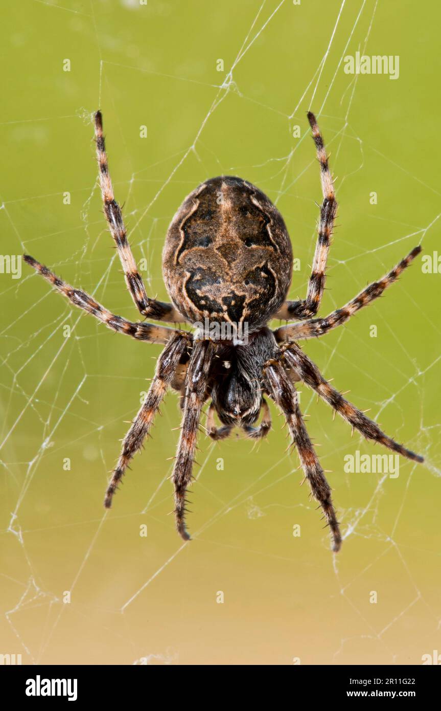 Reed wheel spider, furrow spiders (Larinioides cornutus), Reed wheel spider, Other animals ...