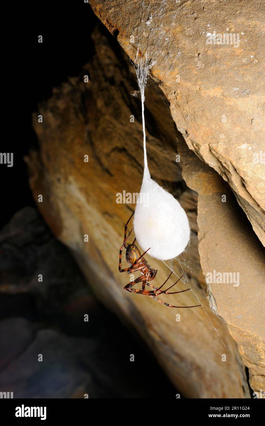 Other animals, Spiders, Arachnids, Animals, Streamer spiders, Cave ...