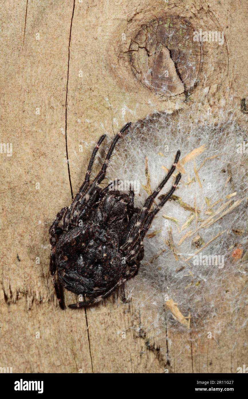Column cross spiders hi-res stock photography and images - Alamy