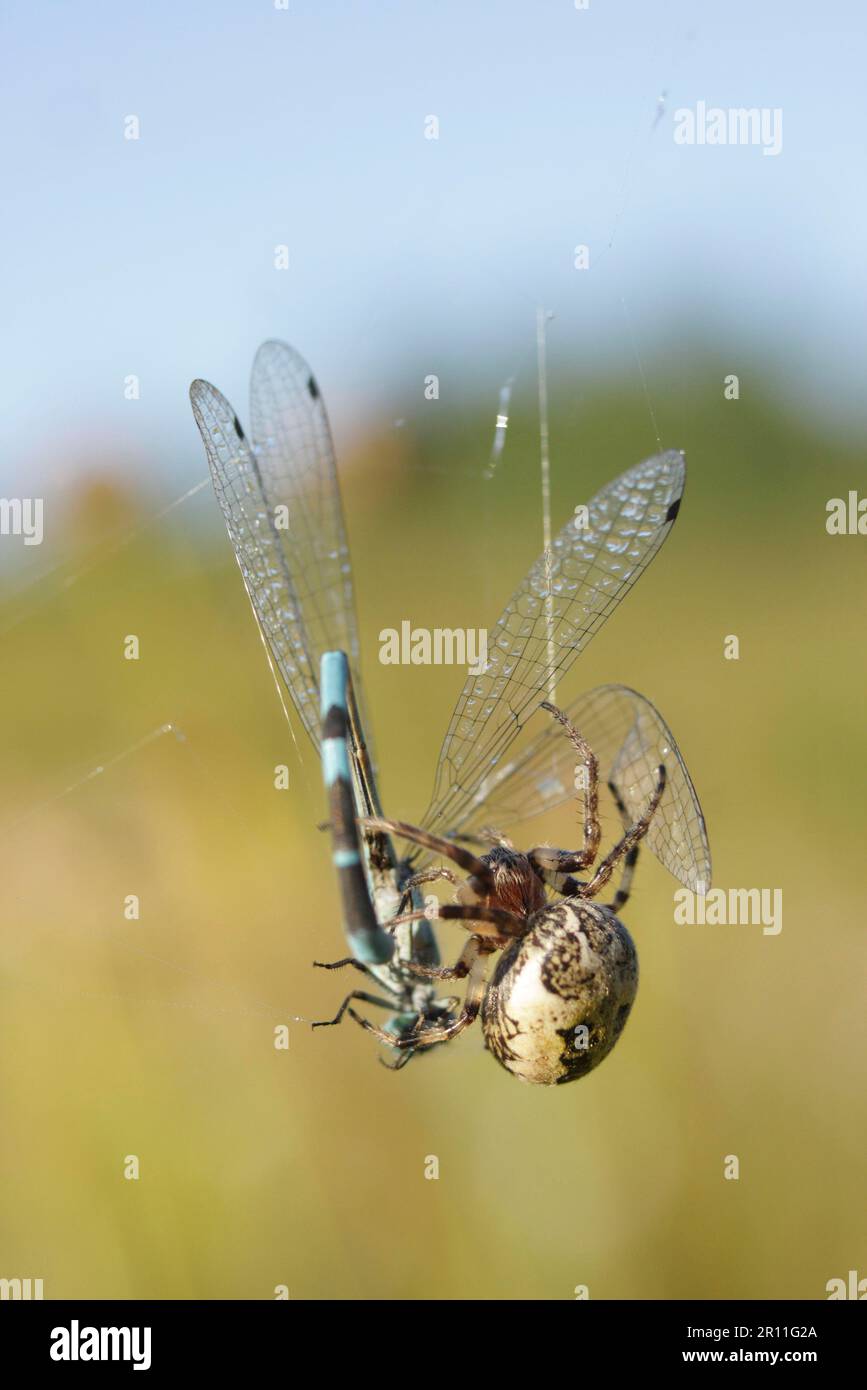 Reed wheel spider, furrow spiders (Larinioides cornutus), Reed wheel ...