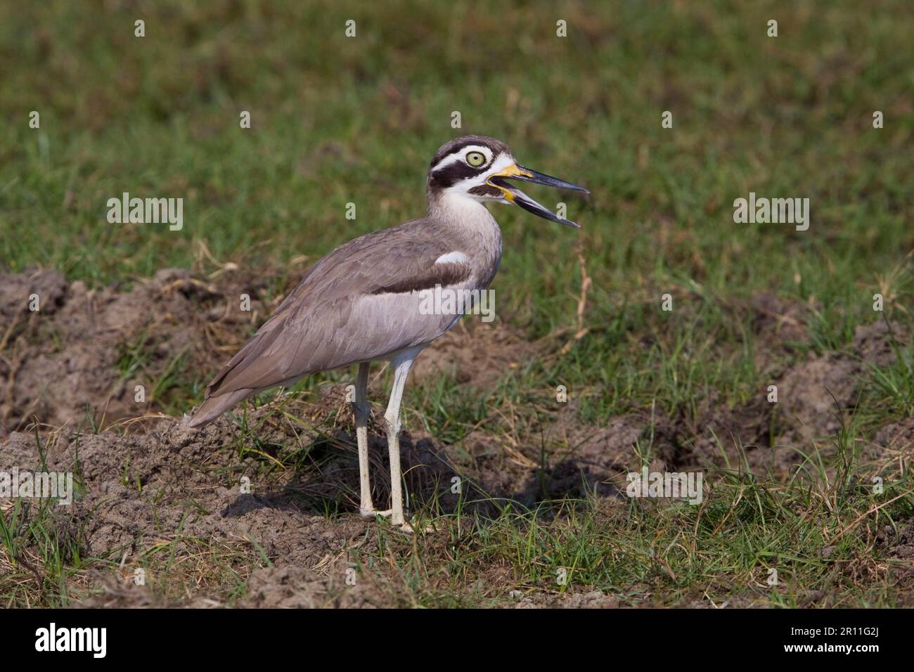 Great stone curlews hi-res stock photography and images - Alamy