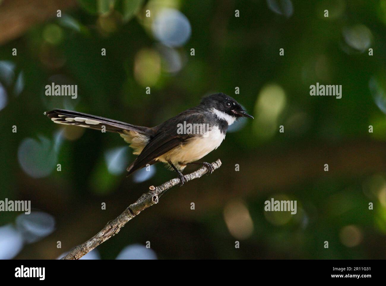 Malayan fantail, Malayan fantails, Songbirds, Animals, Birds, Pied ...