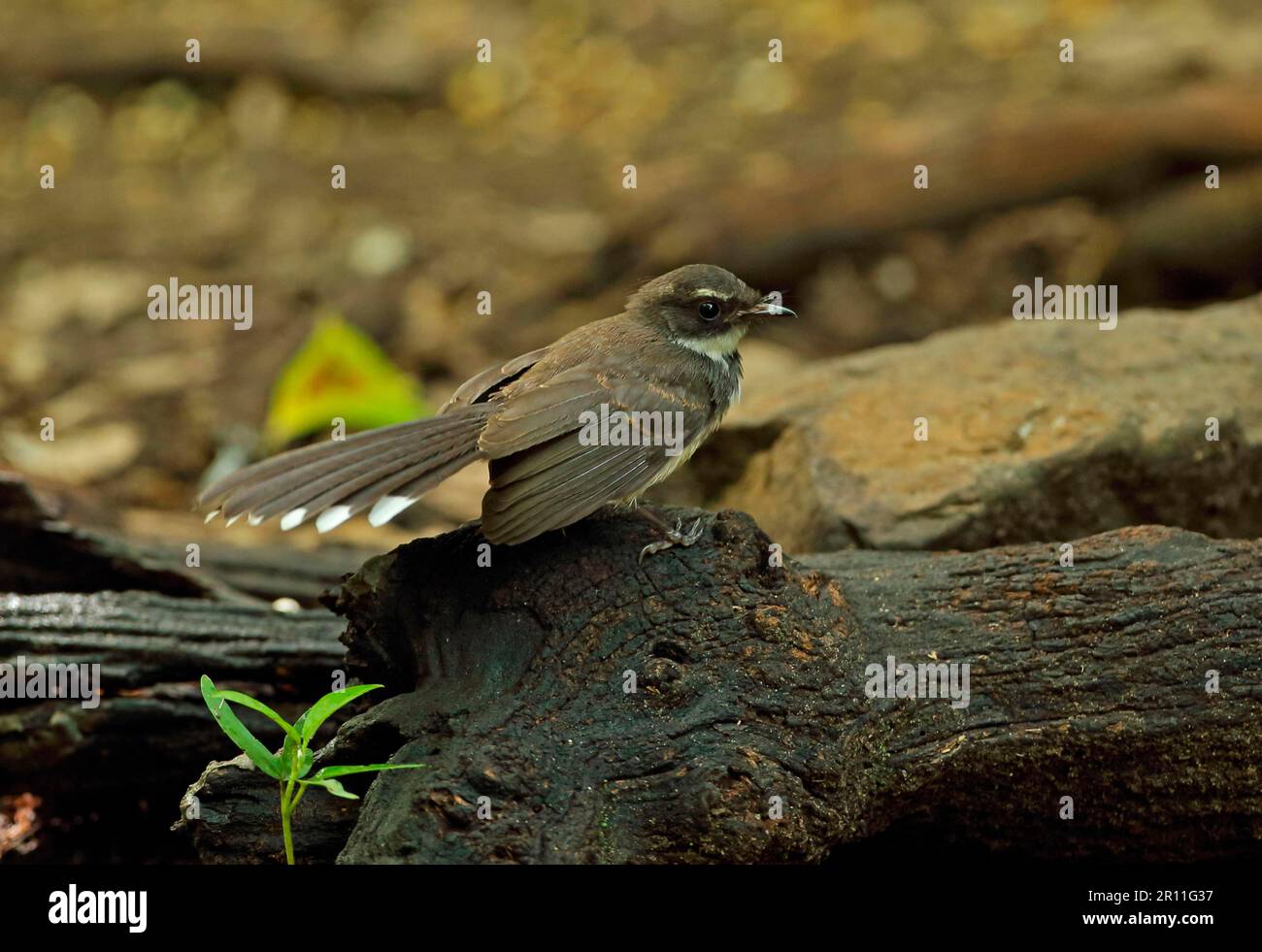 Malayan fantail, Malayan fantails, Songbirds, Animals, Birds, Pied fantail (Rhipidura javanica ...
