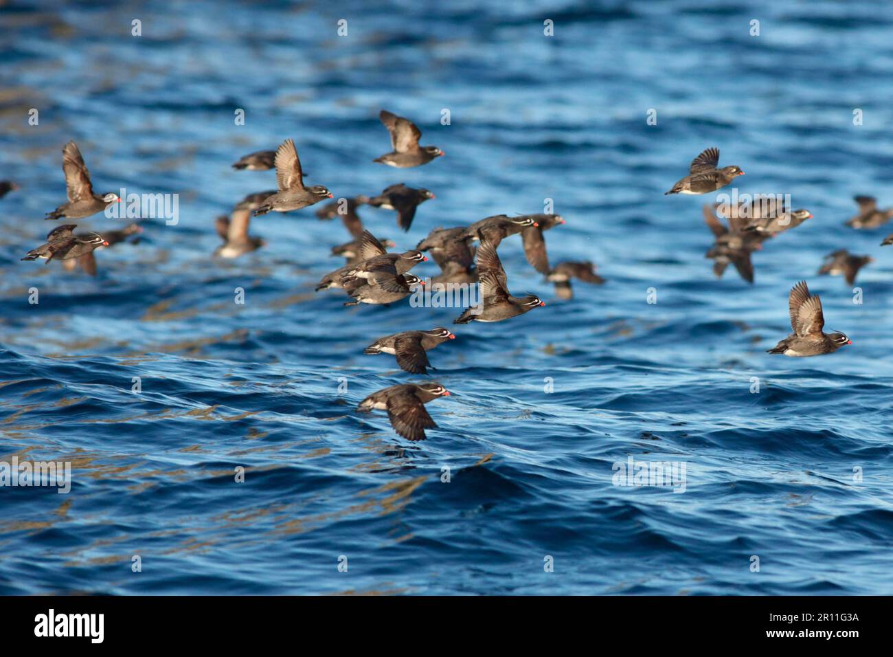 Whiskered Auklet (Aethia pygmaea) adults, breeding plumage, flock in ...