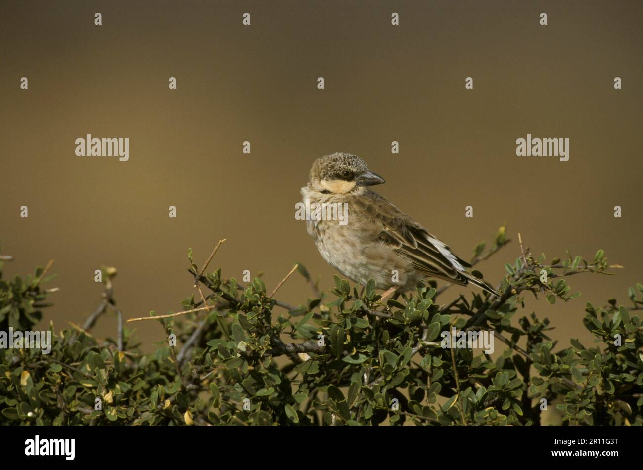Briar mahali, Briar mahalis, Songbirds, Animals, Birds, Weaver birds ...