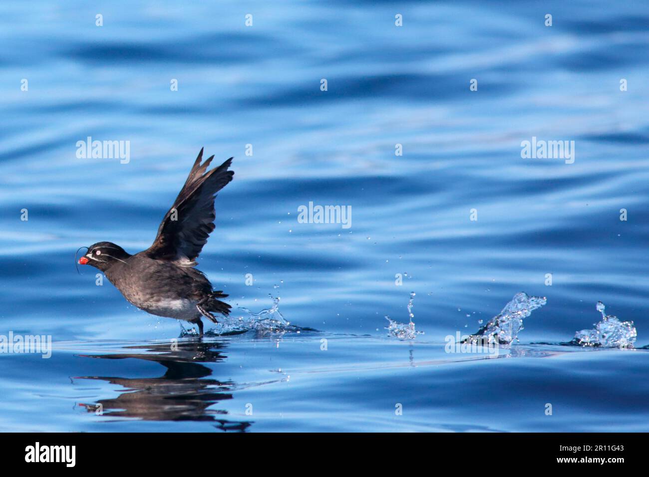 Whiskered Auklet (Aethia pygmaea) adult, breeding plumage, taking off ...