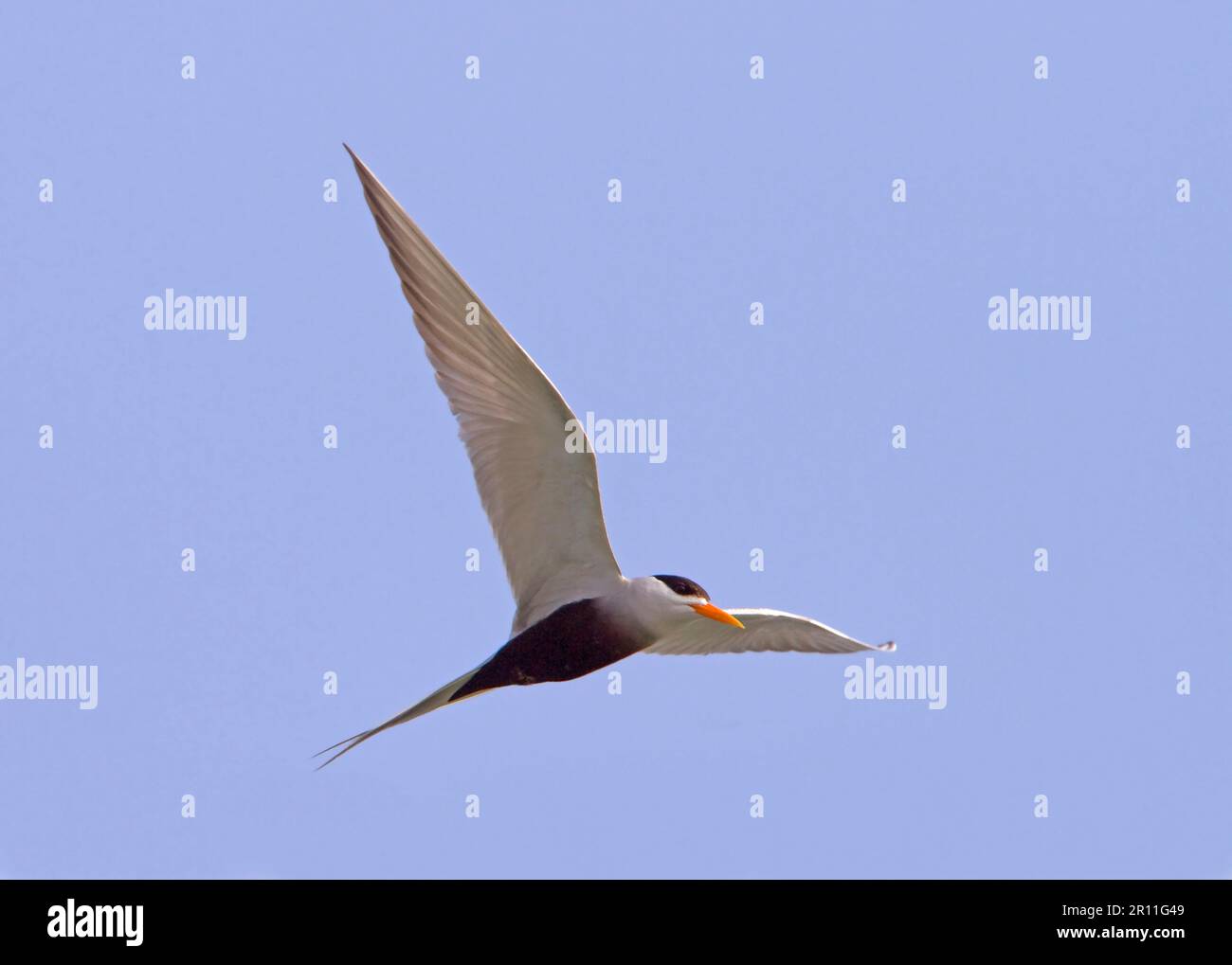 Black-bellied tern (Sterna acuticauda), Black-bellied Tern, tern ...