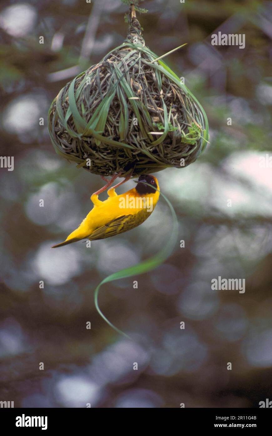 Reichard's Weaver, Songbirds, Animals, Birds, tanzanian masked weaver ...