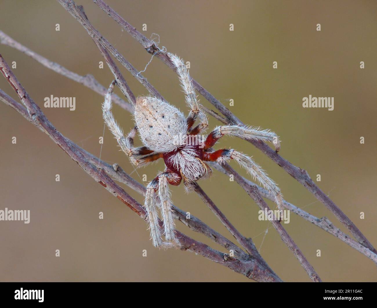 Garden Orb Spider Eriophora Biapicata Adult Female Weaving Web Around Twigs Western