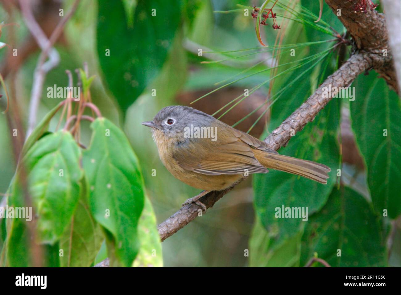 Grey-cheeked Fulvetta (Alcippe morrisonia fraterculus) adult perched ...