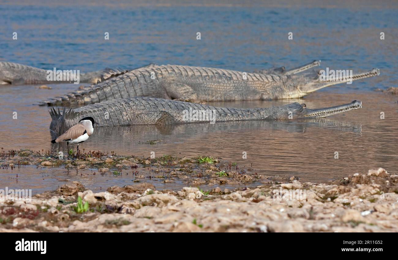 River lapwing (Vanellus duvaucelii) adult, standing near gharial ...
