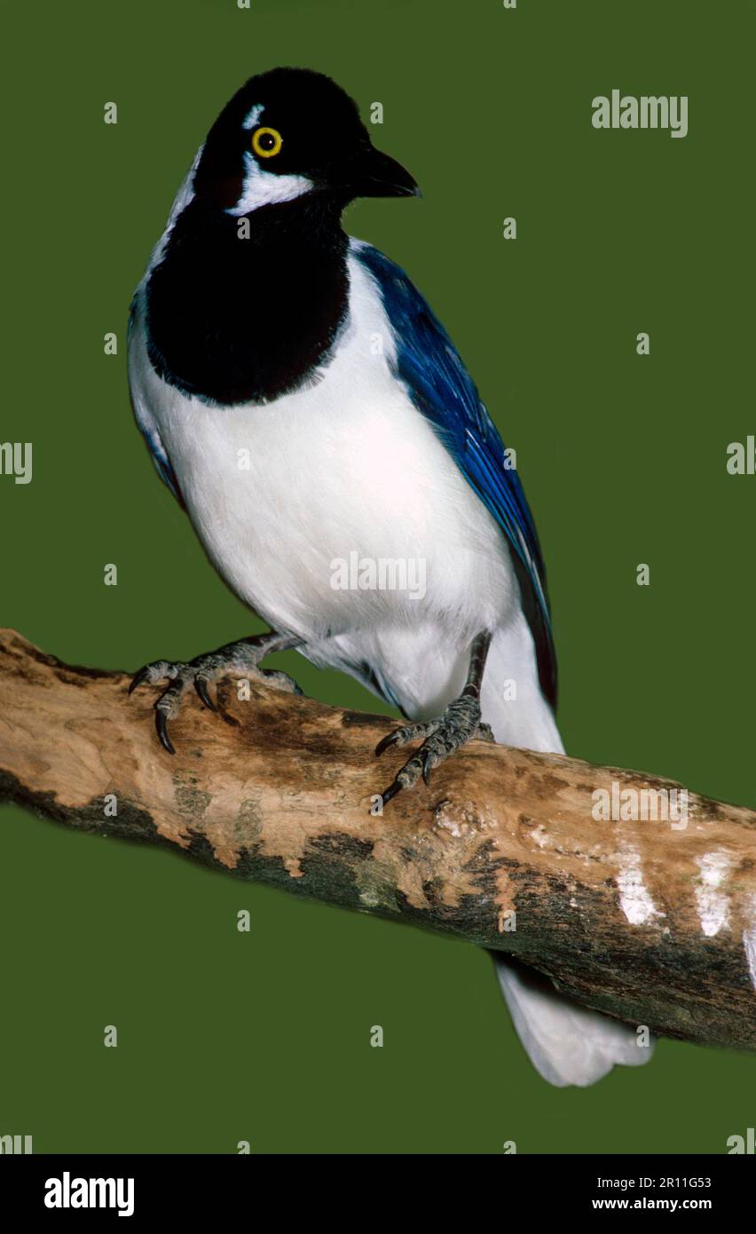 American endemic songbirds hi-res stock photography and images - Alamy