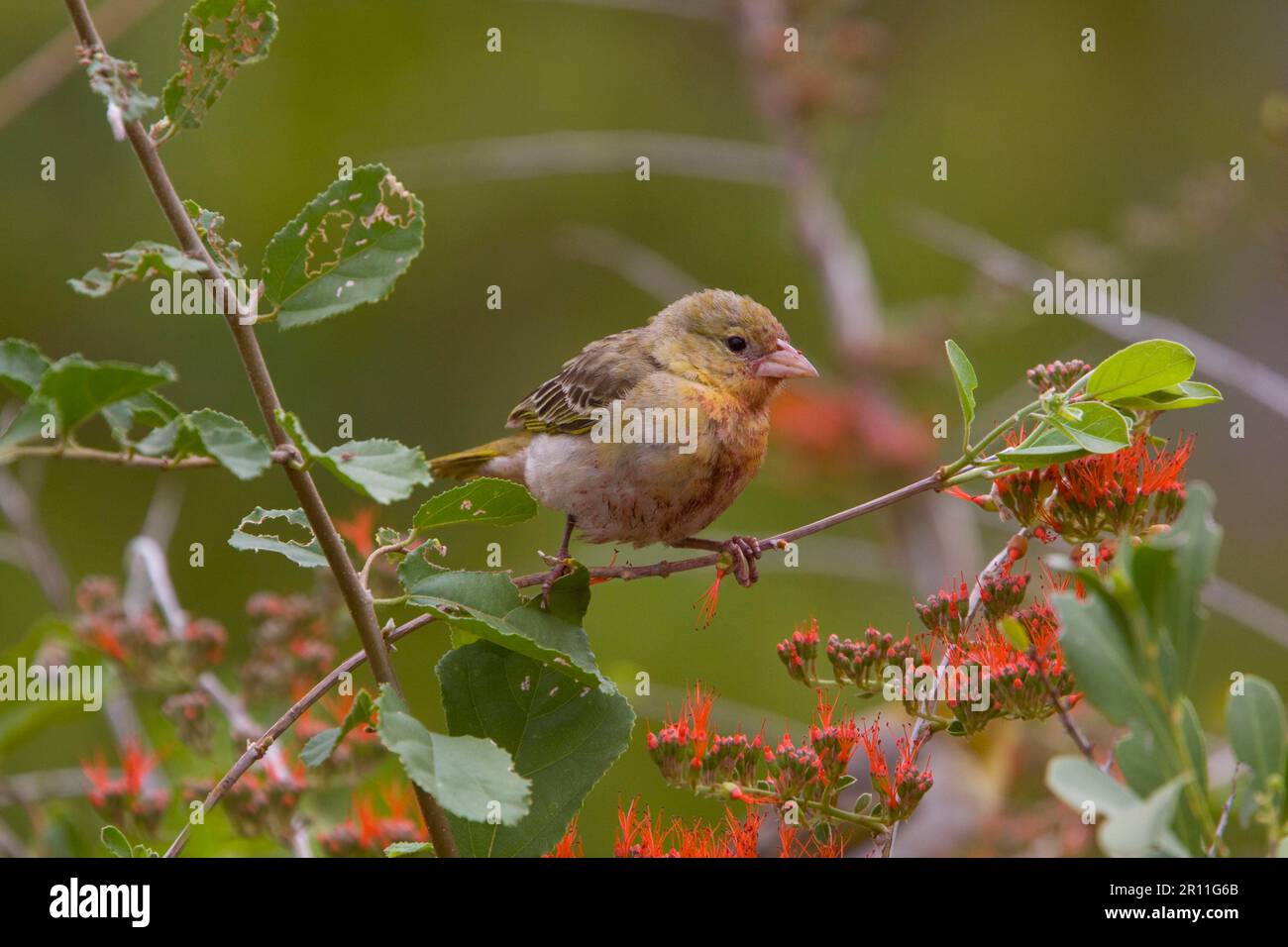 Furry-eared dwarf lemur (melanotis), Malimbus rubriceps, Scarlet Weaver ...