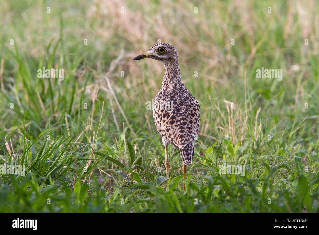 Spotted Dick's knee, also known as Sptted Dikkop, near Kwara Camp Botswana Stock Photo - Alamy