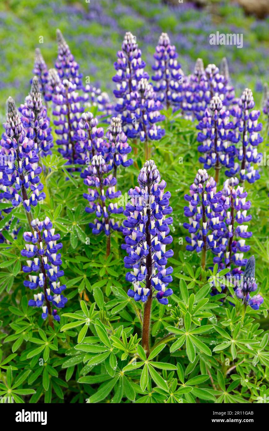 Mountain lupines (Lupinus argenteus), Svinafell, Skaftafell National ...
