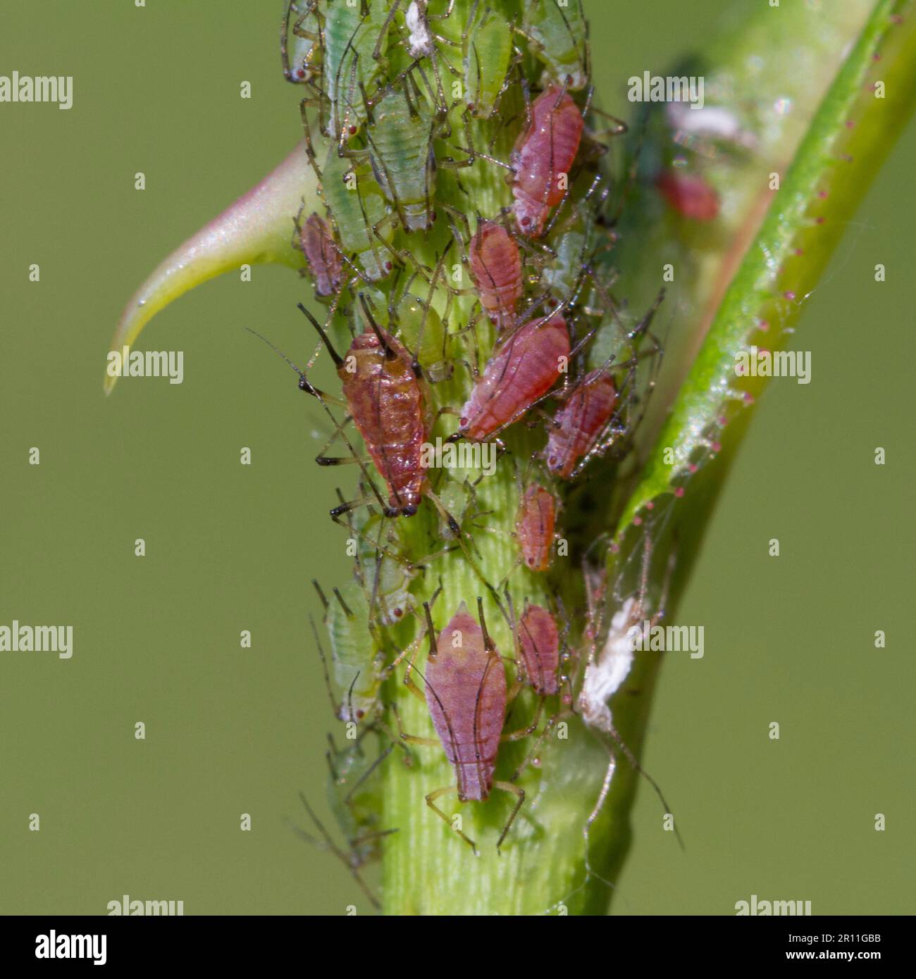 Green aphids (Aphidoidea Stock Photo - Alamy